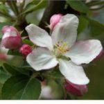 State Flowers - Tidbits of History